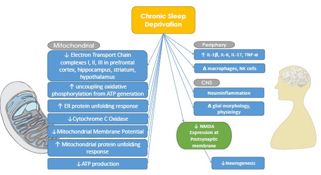 The putative role of oxidative & inflammation in the pathophysiology of ...
