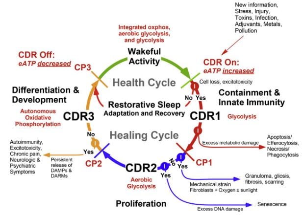 Metabolic features & regulation of the healing cycle – a new model for ...