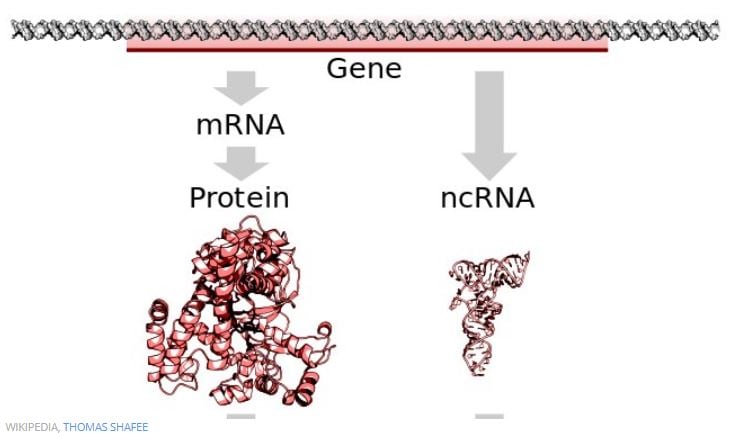 The Expression Signature Of Very Long Non Coding Rna In Mecfs Wames